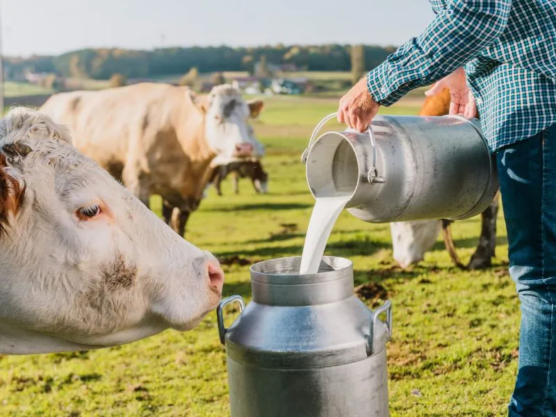 Discover the sterilized milk production process from A to Z
